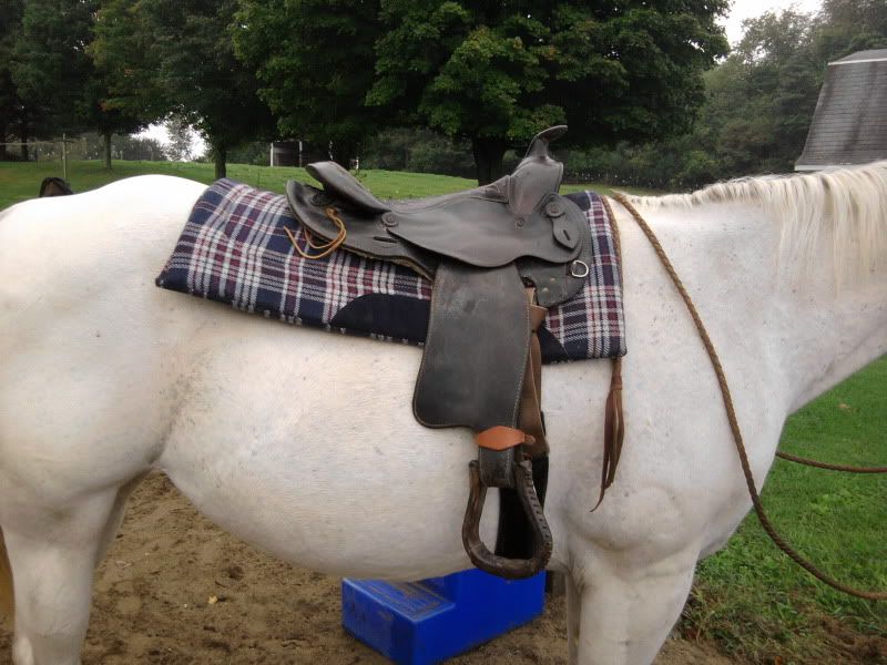 Simco western saddle, arab tree! | The Horse Forum